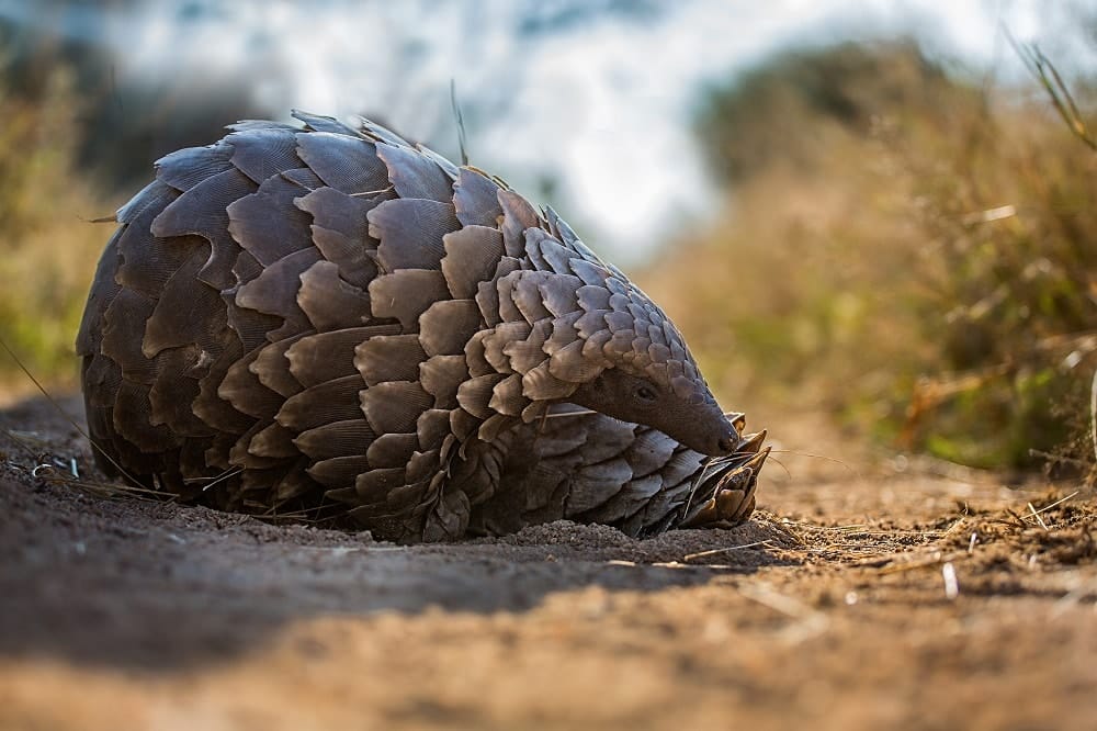 Vehicle for Pangolin Conservation Initiatives - Pangolin Crisis Fund
