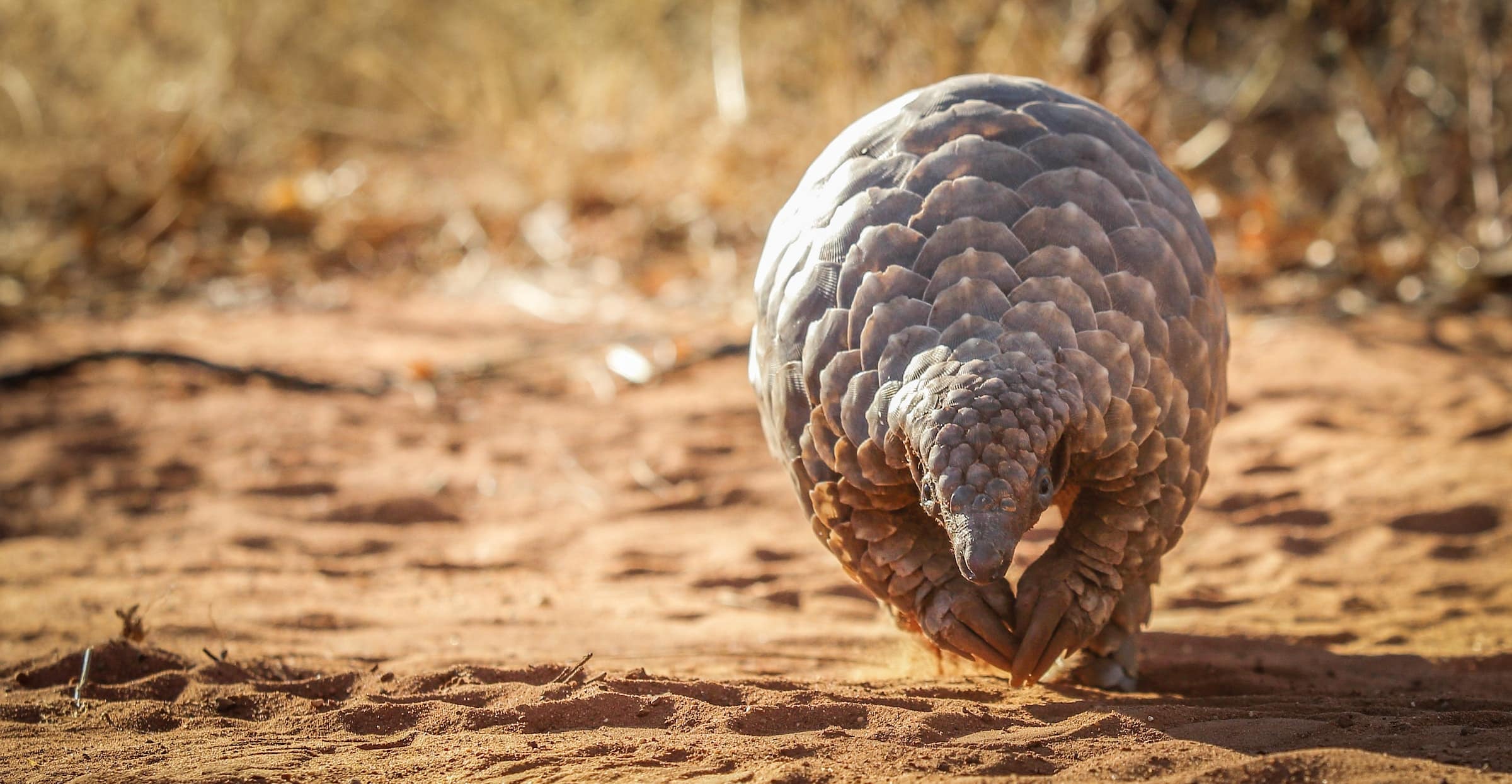 How Community-Based Conservation Benefits All Species - Pangolin Crisis ...