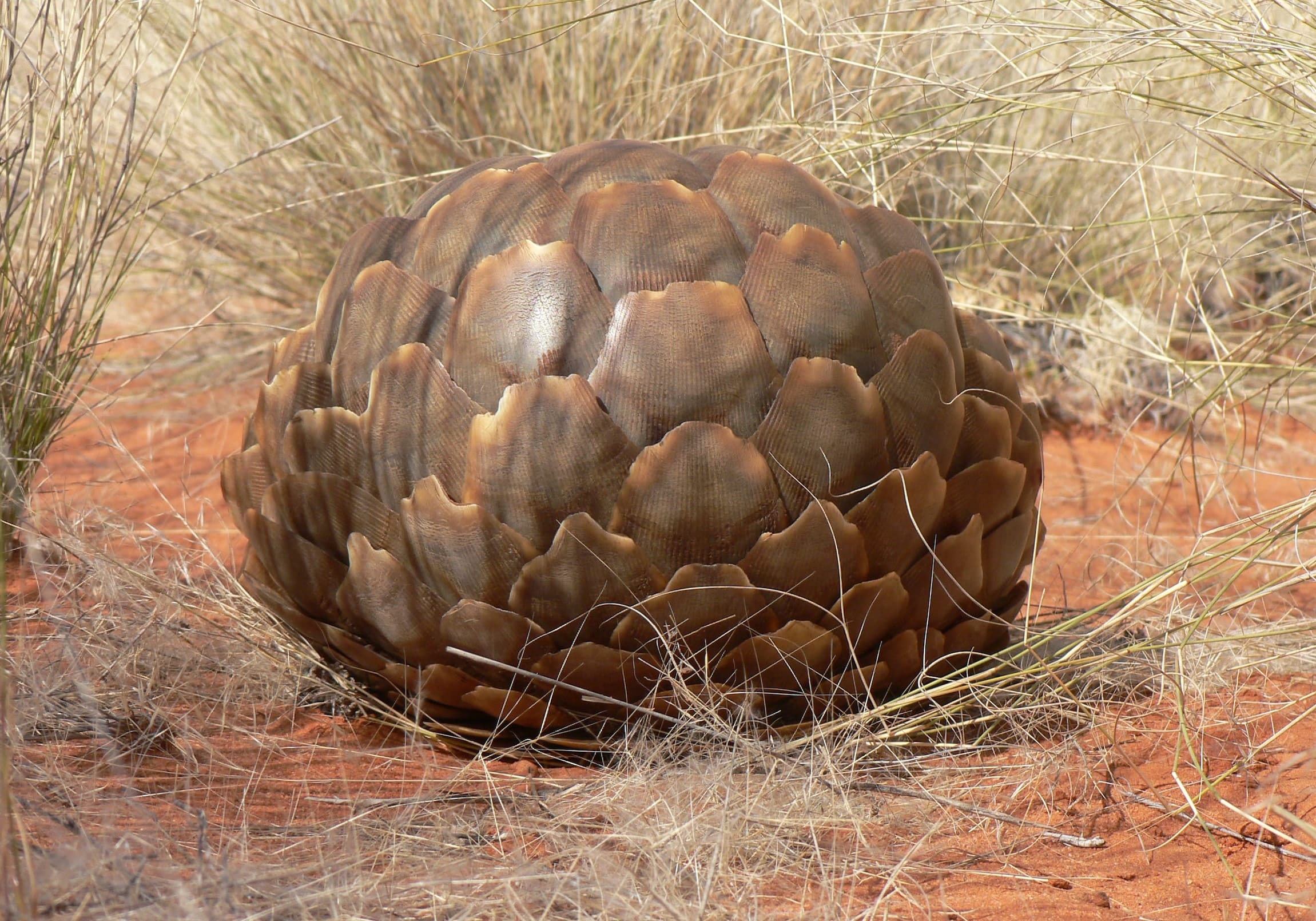 Last Year's Decline in Wildlife Trafficking May Lead to Increased ...