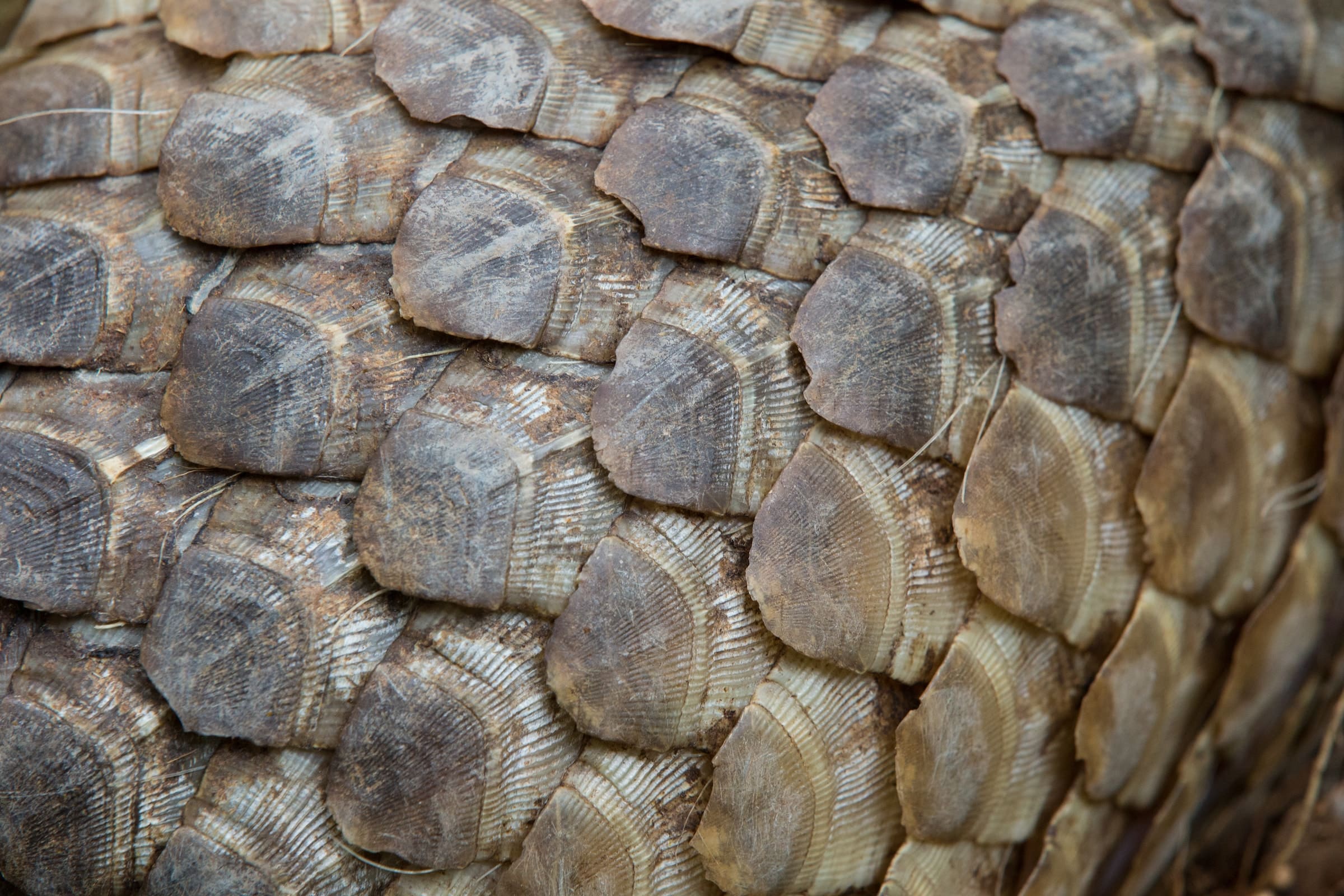 Developing Robust Conversion Parameters for Seized Pangolin Scales ...