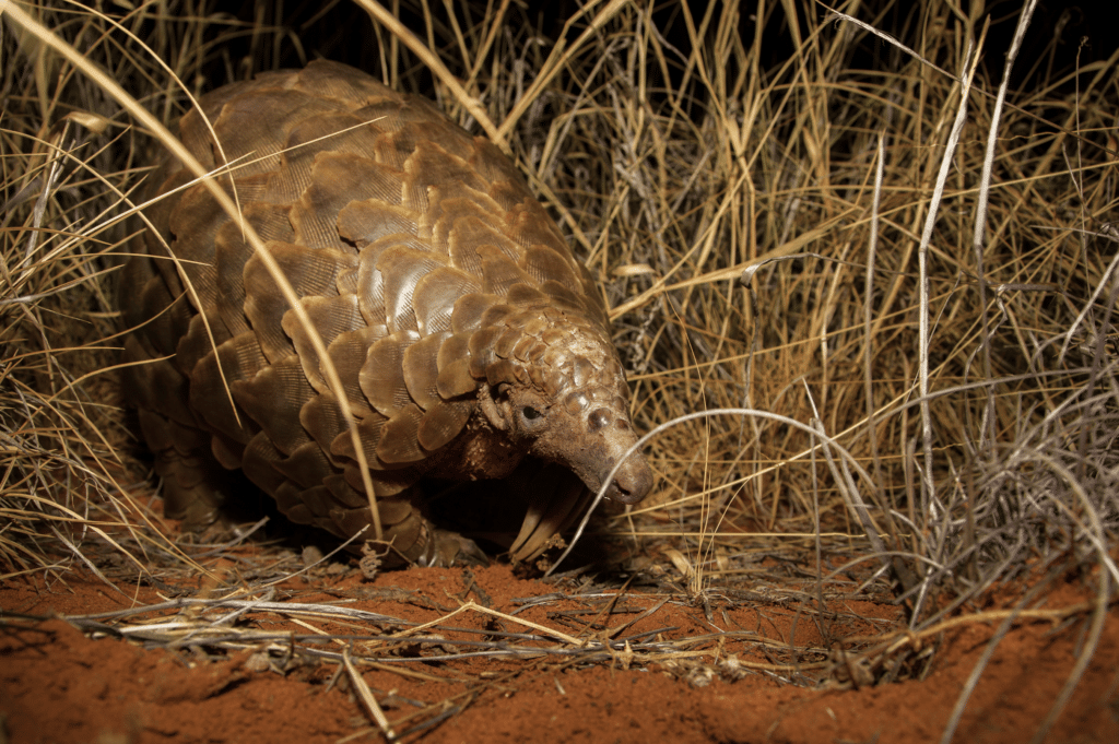 What are the Top Threats to Pangolins? - Pangolin Crisis Fund
