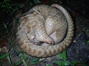 Learn about Critically Endangered Pangolins in Asia - Pangolin Crisis Fund