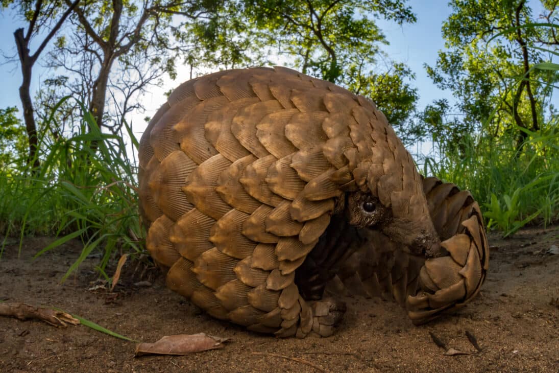 Electric Fences are Pangolins’ Biggest Threat in South Africa ...
