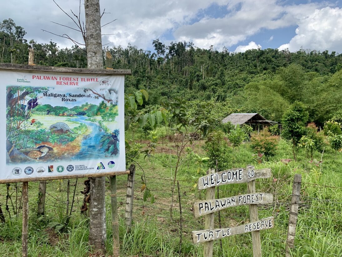 Protecting Palawan Pangolins in the Philippines - Pangolin Crisis Fund