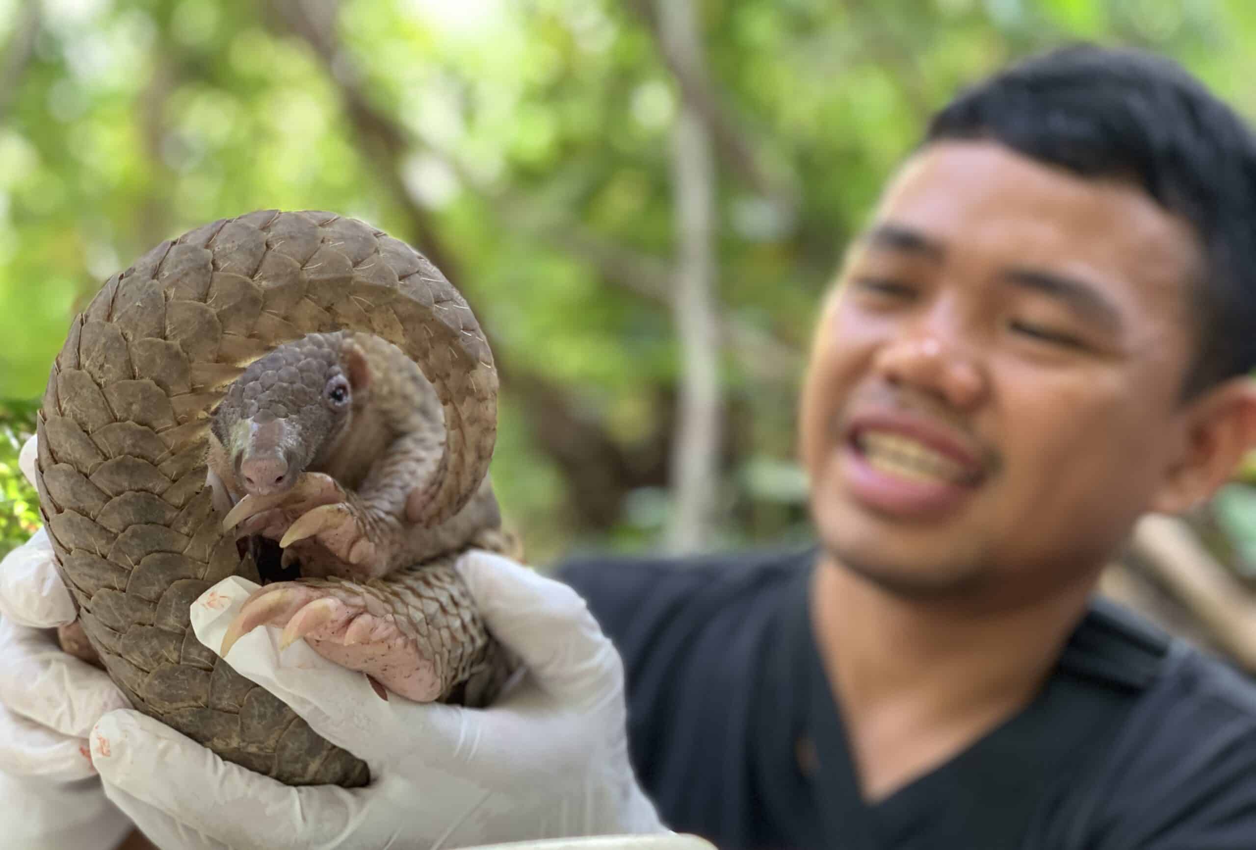 Protecting Palawan Pangolins in the Philippines - Pangolin Crisis Fund