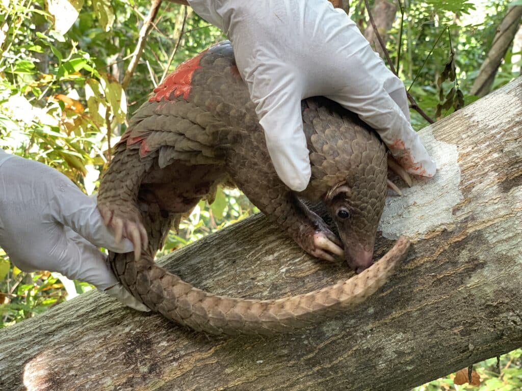 Protecting Palawan Pangolins in the Philippines - Pangolin Crisis Fund