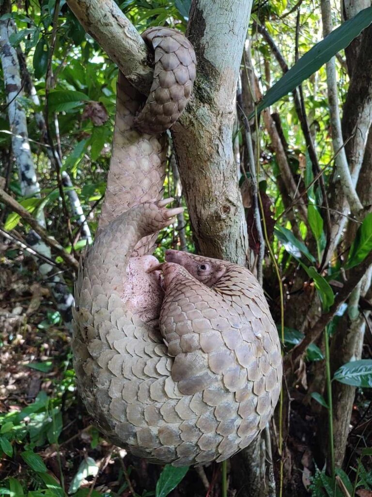 Protecting Palawan Pangolins in the Philippines - Pangolin Crisis Fund