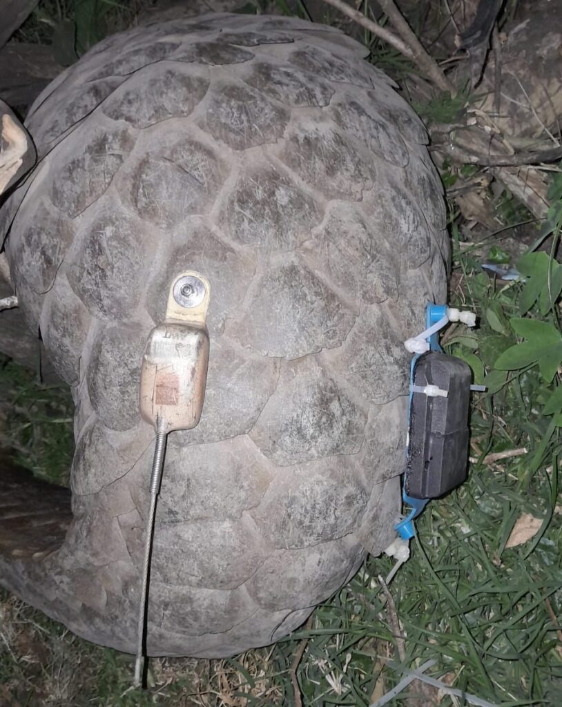 Saving the Last Giant Pangolins in Kenya - Pangolin Crisis Fund