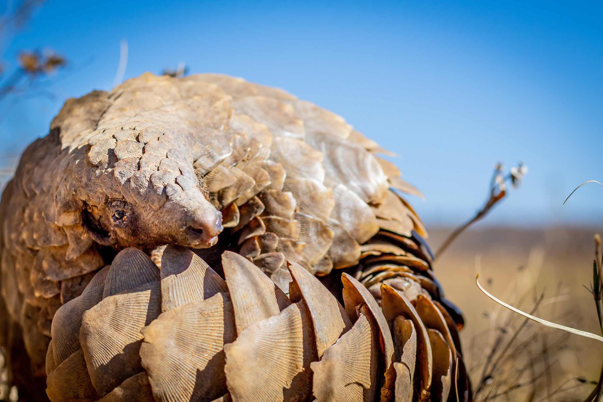 Developing Standardized Guidance on Pangolin Detection and Population ...