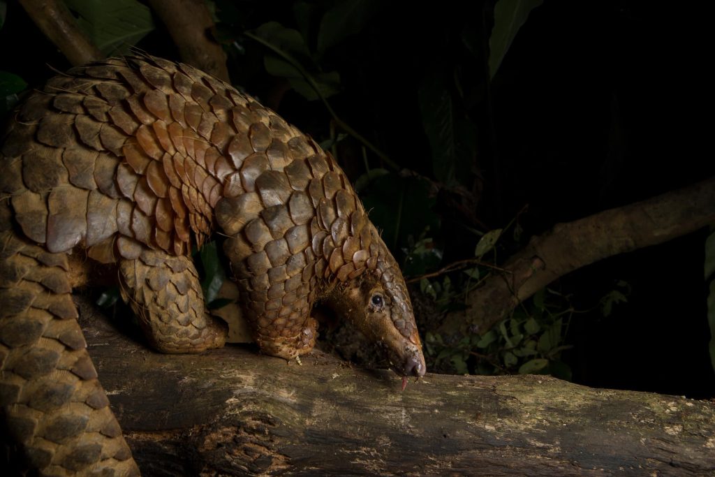 Saving endangered pangolins | Pangolin Crisis Fund