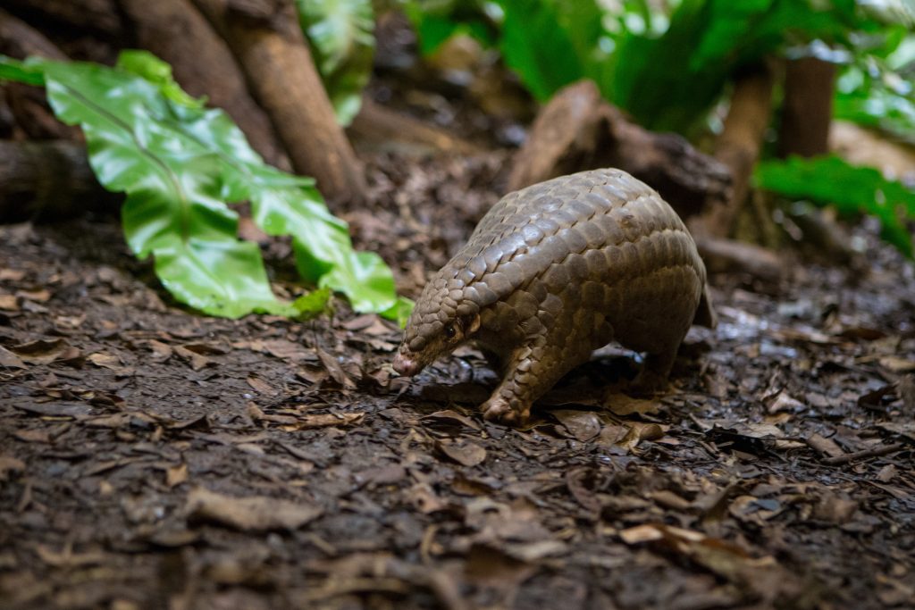 WildAid Reports New Hope for Chinese Pangolins - Pangolin Crisis Fund