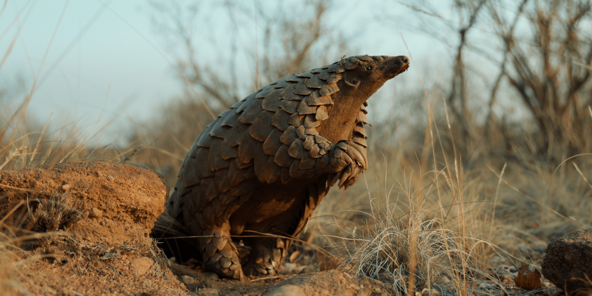 New Pangolin Documentary from My Octopus Teacher Director - Pangolin ...